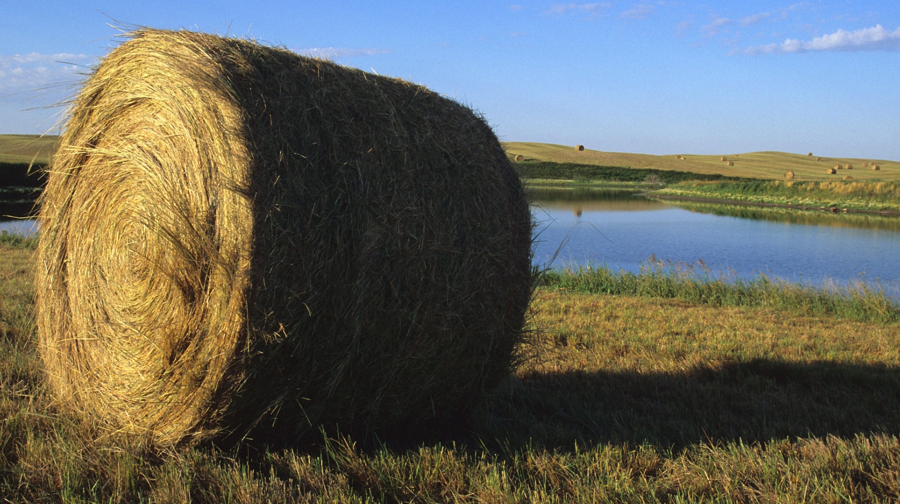 Agriculture programs – Ducks Unlimited Canada | Saskatchewan ...