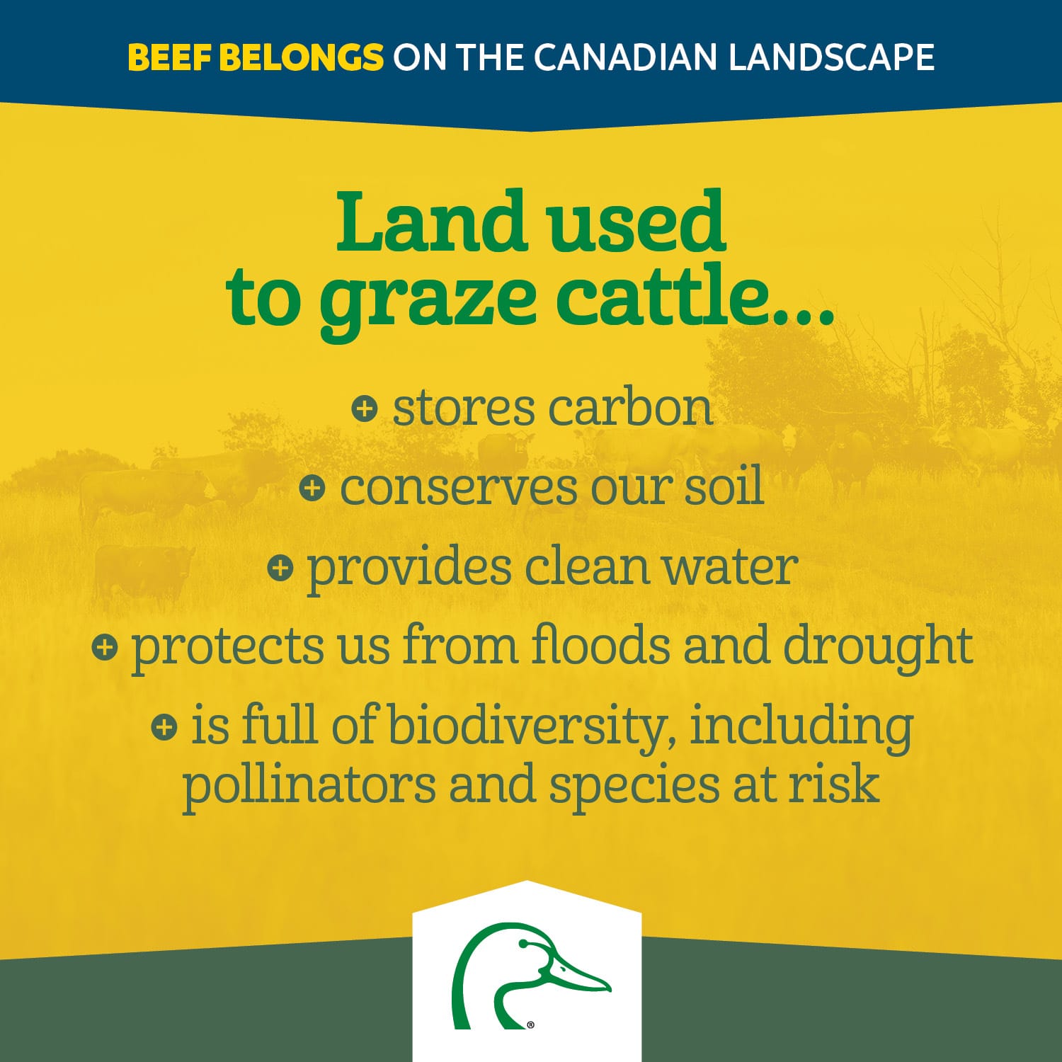 Agriculture programs – Ducks Unlimited Canada | Beef Belongs ...