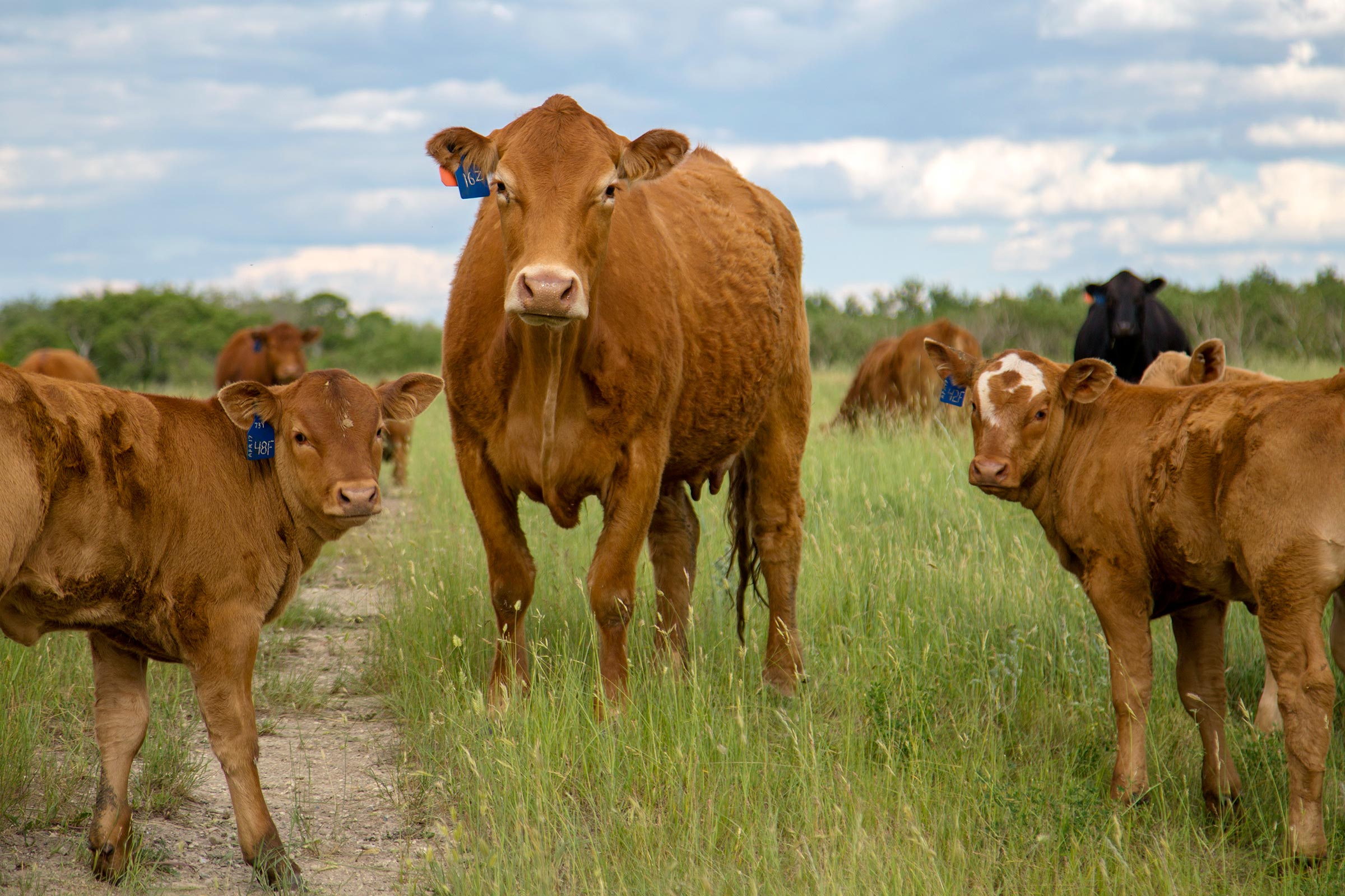 Agriculture programs – Ducks Unlimited Canada | Alberta Beef Initiative ...