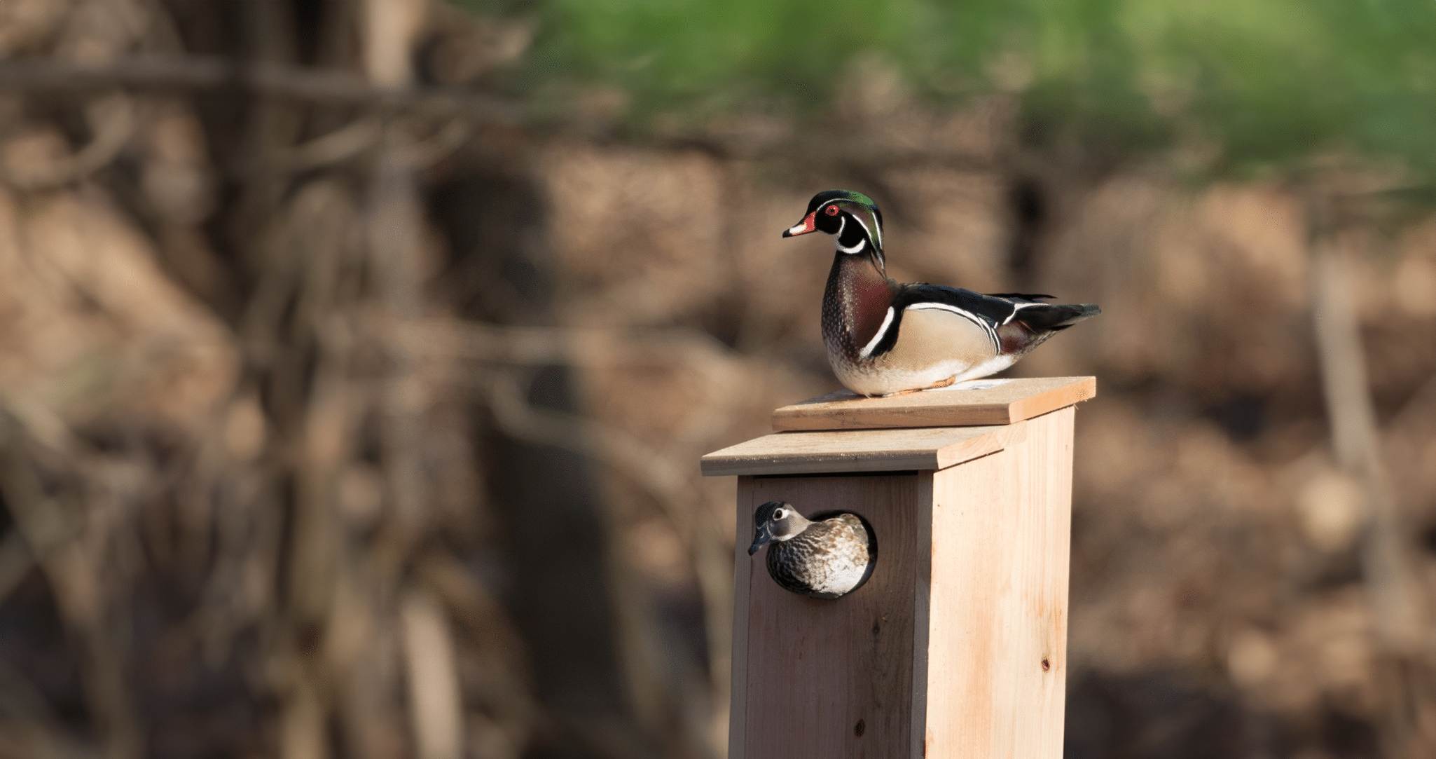 Agriculture programs – Ducks Unlimited Canada | Nest box program ...